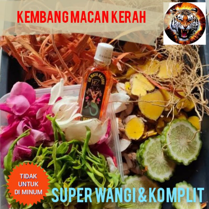 Jual kembang macan kerah bunga untuk mandi segar dan komplit | Shopee ...