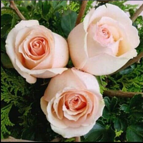 Jual BENIH BUNGA MAWAR PEACH IMPORT | Shopee Indonesia