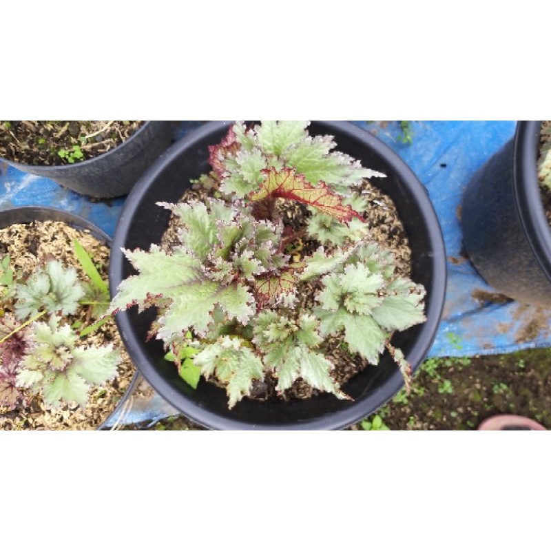 Jual indukan begonia hijau daun pecah, begonia murah, begonia rimbun ...