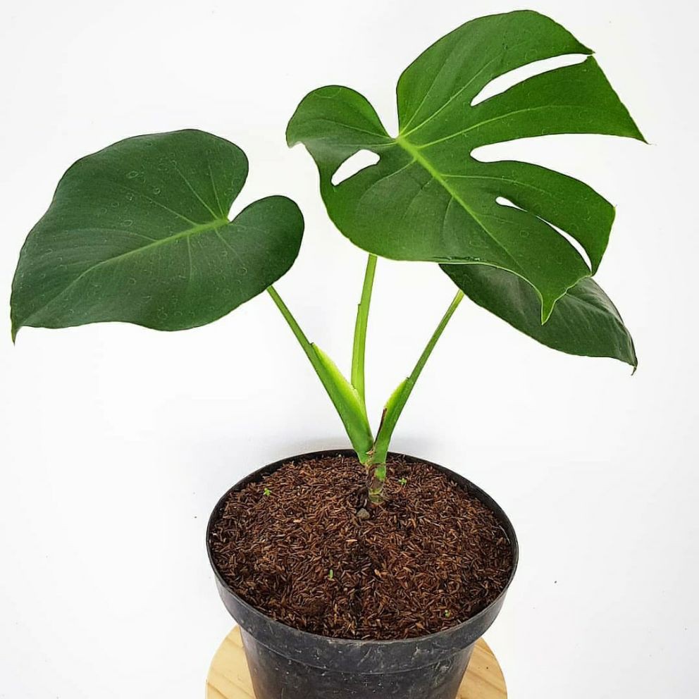 Jual tanaman bunga hias hidup tanaman bunga indoor MONSTERA DELICIOUSa ...