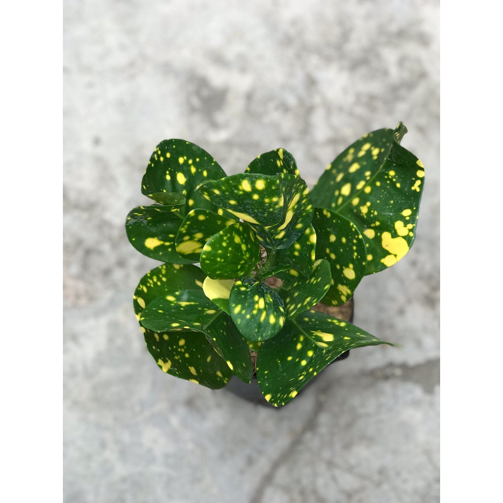 Jual Tanaman hias bunga puring srikandi warna daun cantik | Shopee ...