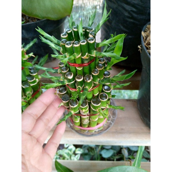 Jual Tanaman Hias Bambu Hoki 3 susun/Bambu Rezeki/Pagoda 3 Susun ...