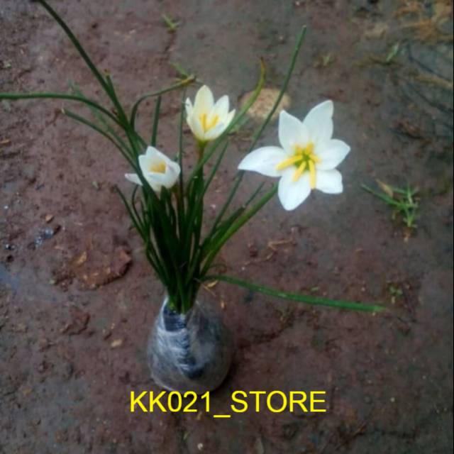 Jual Kucay tulip-tanaman hias lili hujan bunga putih-lily hujan bunga ...
