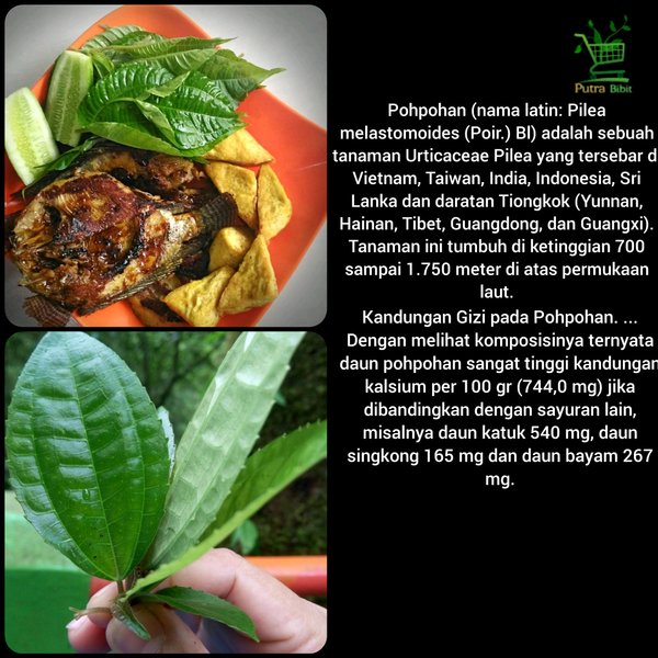 Jual Daun Pohpohan Segar 500gram - Fresh Basah Obat Ramuan Bahan Jamu ...