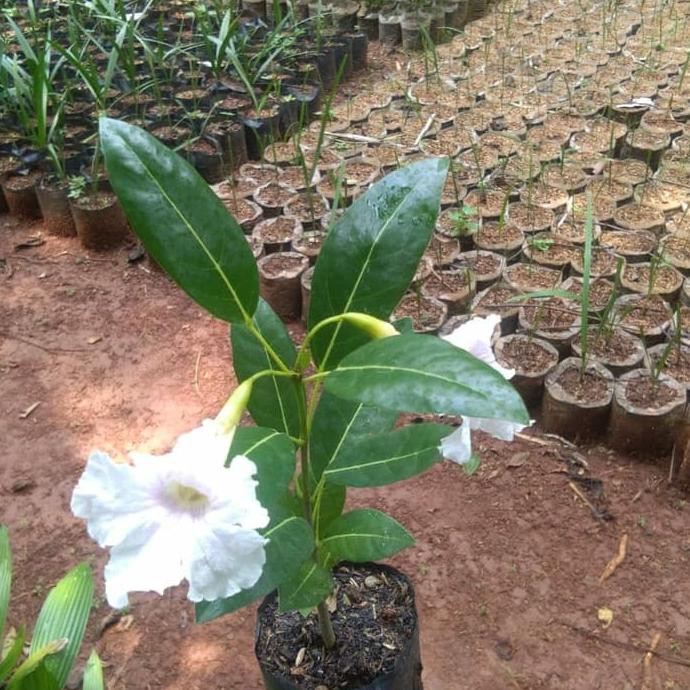 Jual Ch4T Tanaman Hias Tabebuya Bunga Putih - Bibit Pohon Tabebuya ...