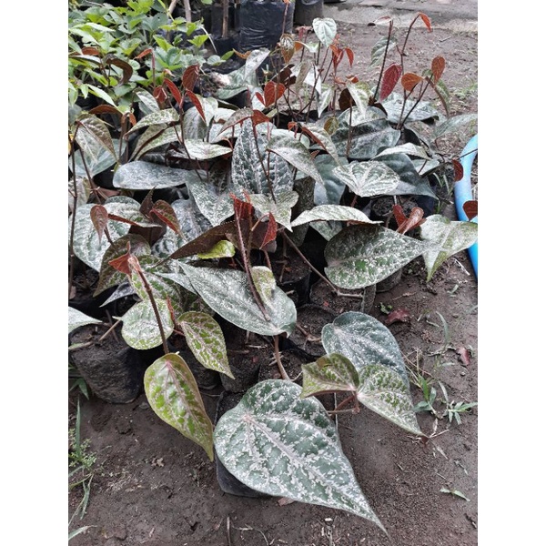 Jual bibit sirih merah tanaman sirih suruh merah Kekinian Terbaru Murah ...