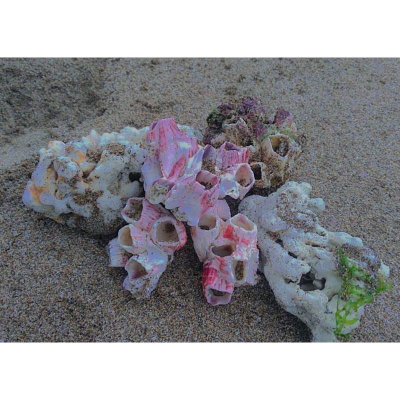 Jual (Kerang Hias) Cangkang teritip 100 gram | Shopee Indonesia