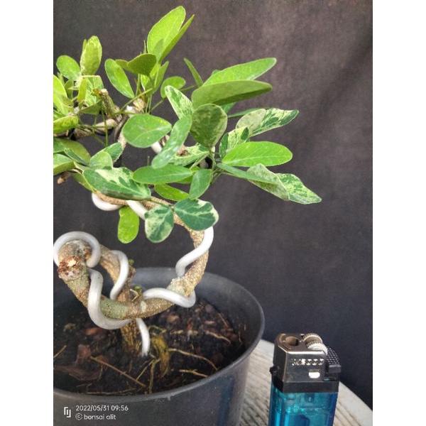 Jual bahan bonsai asem Belanda varigata | Shopee Indonesia