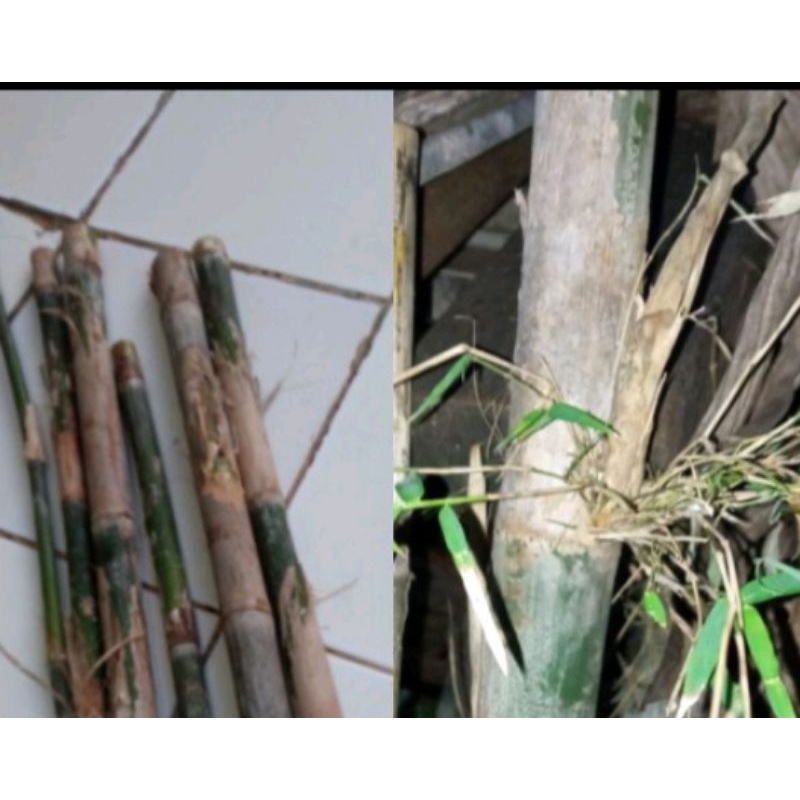 Jual bibit stek bambu | Bambu Jepang pagar rumah | pagar taman |Bambu ...