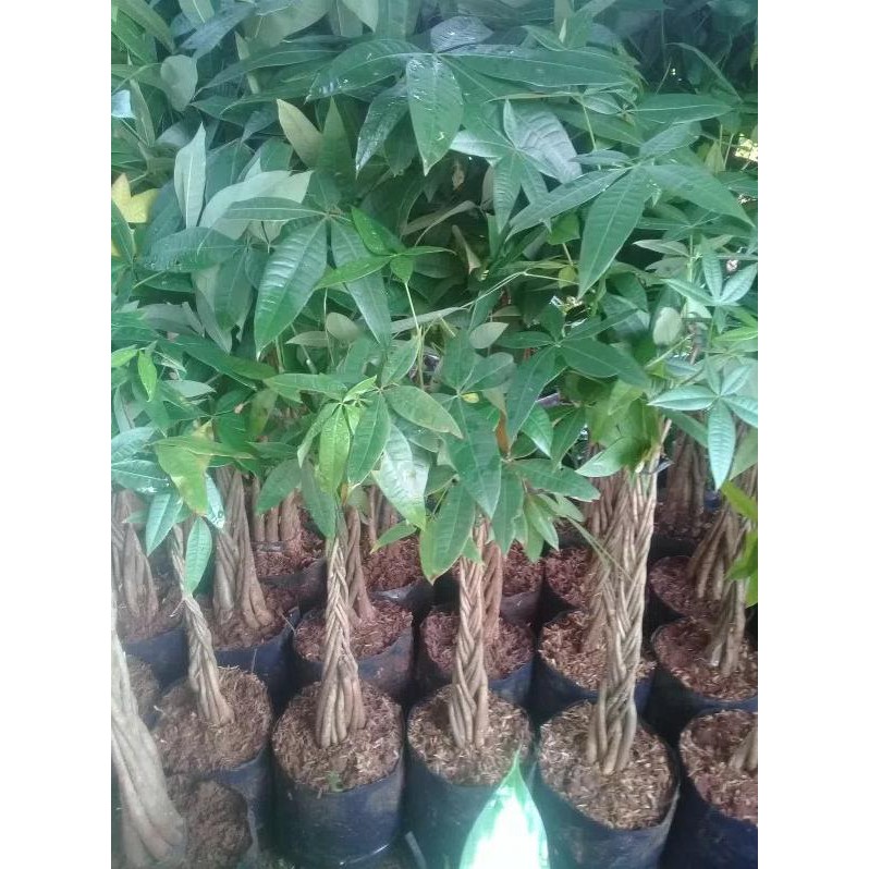 Jual BIBIT TANAMAN HIAS PACHIRA KEPANG 9 - MONEY TREE - POHON UANG ...