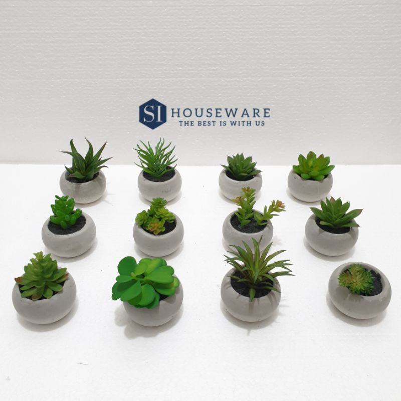 Jual POT BATU MINI BULAT RUMPUT PICASSO HHB01 / Tanaman Hias / Ornamen ...