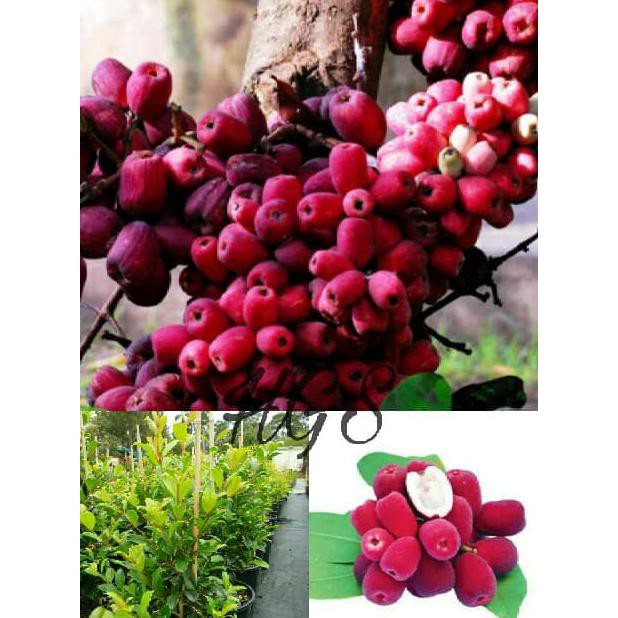 Jual FREONG BIBIT TANAMAN BUAH JAMBU BIRA LANGKA FREONG | Shopee Indonesia