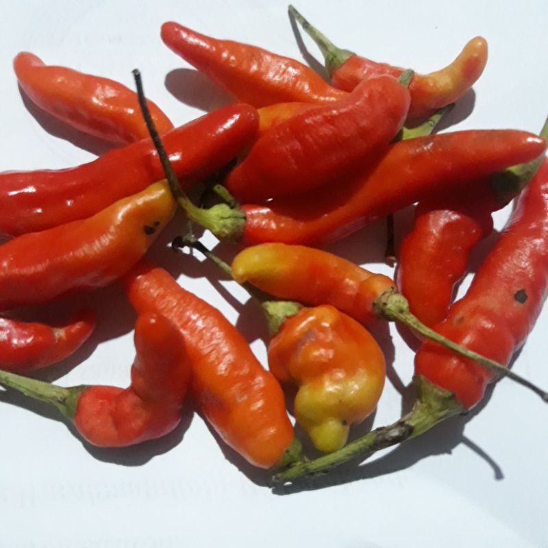 Jual Cabe rawit Sortir 1 kg kualitas standar / Cabai rawit merah / Cabe ...