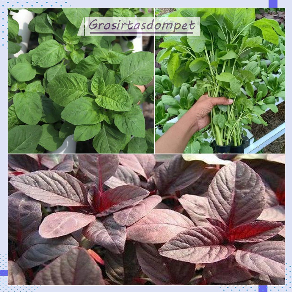 Jual Bibit Bayam Benih Tanaman Hidroponik Bayam Bibit Sayuran Premium ...