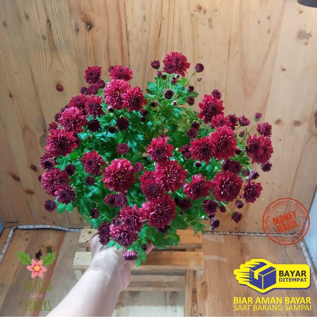 Jual TANAMAN HIAS HIDUP BUNGA KRISAN ASTER, 1 POHON, KUALITAS TERBAIK ...