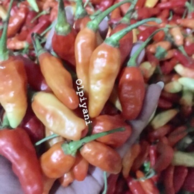Jual Cabe Rawit Segar | Shopee Indonesia