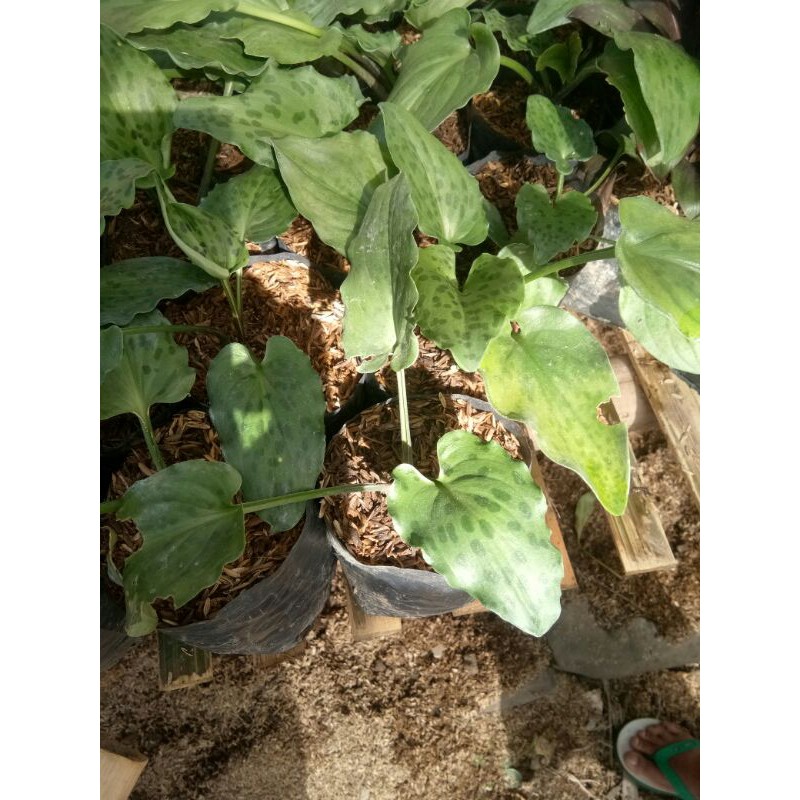 Jual Tanaman Hias keladi telur katak | Shopee Indonesia