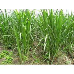 Jual Rumput Gajah Pakan Ternak, Rumput Pakan Ternak, Rumput Pakan Sapi ...