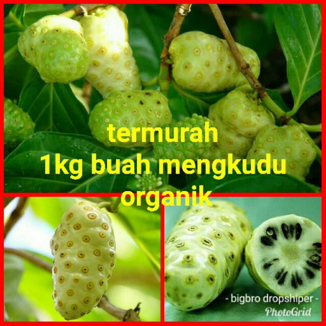Jual buah mengkudu buah pace organik 1kg buah mengkudu segar | Shopee ...