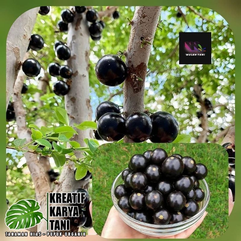 Jual Bibit tanaman buah anggur brazil - bibit pohon anggur brazil ...