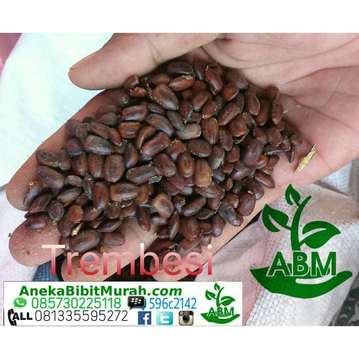 Jual Jual Biji Trembesi Siap Tanam | Shopee Indonesia