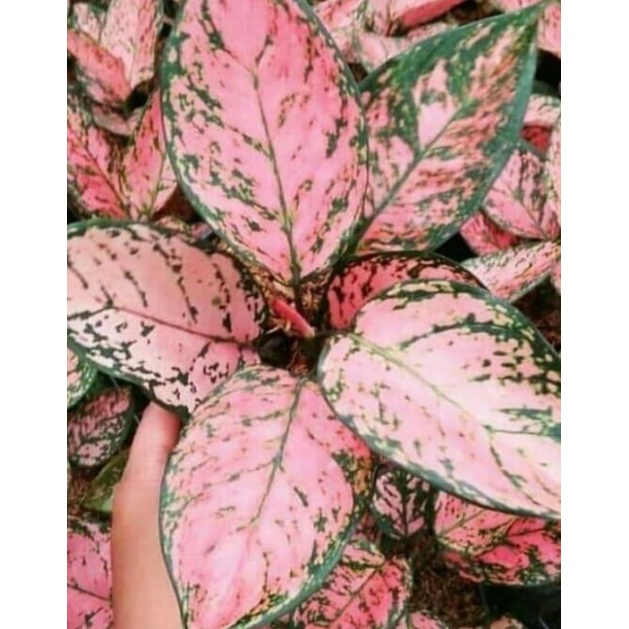 Jual Aglonema Lady Valentine Dewasa RIMBUN Daun PINK aglo Pink Valentin ...