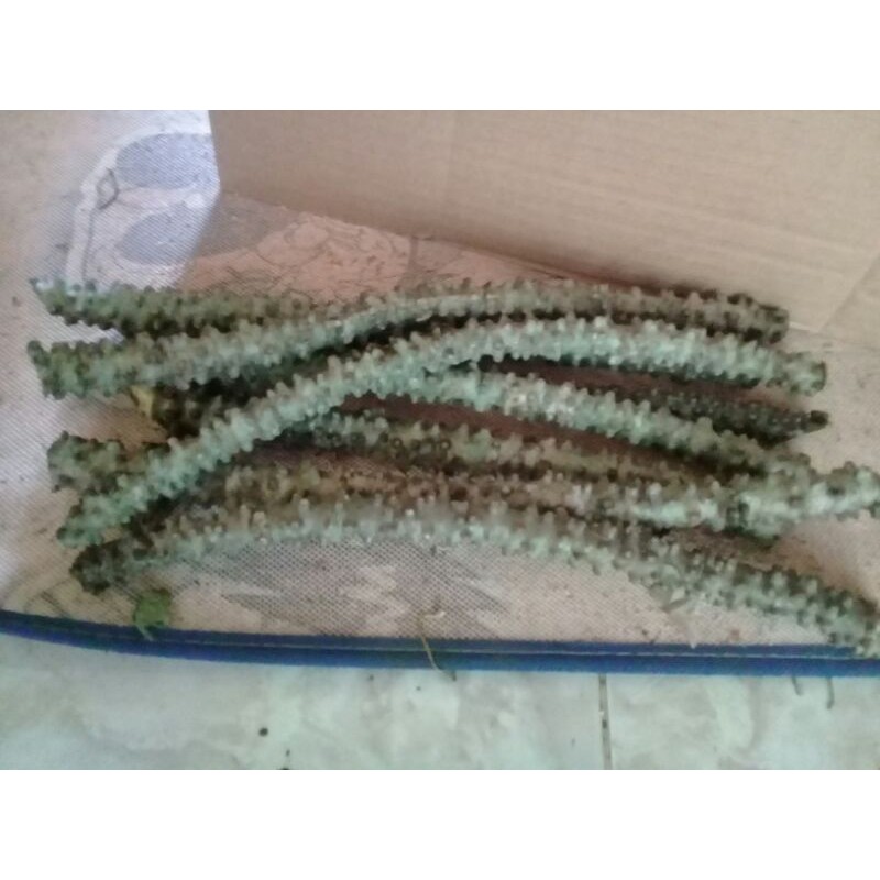 Jual bibit patrawali 10 BATANG atau broto wali 30 cm | Shopee Indonesia