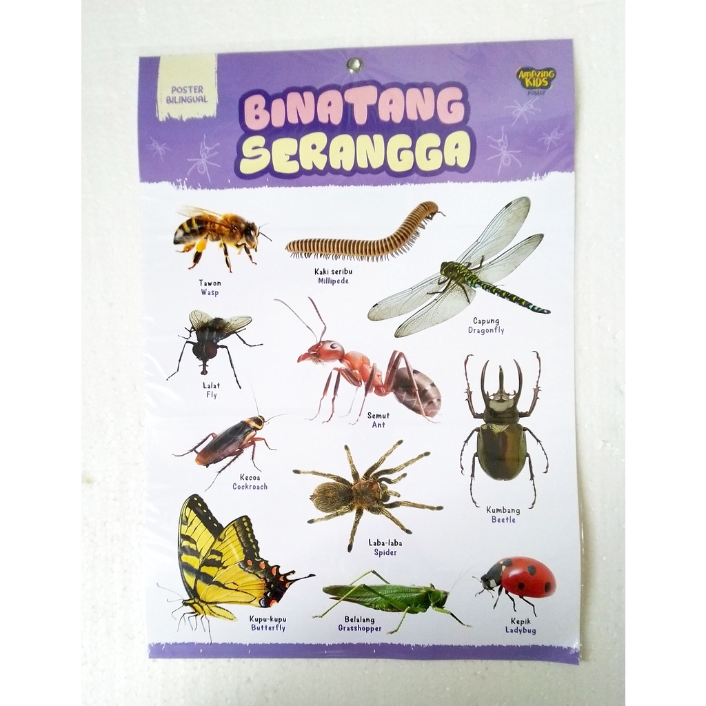 Jual Poster Binatang Serangga (2 sisi - bilingual) | Shopee Indonesia