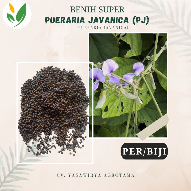 Jual BENIH / BIJI KACANG PJ (PUERARIA JAVANICA) / COVER CROP LCC ...