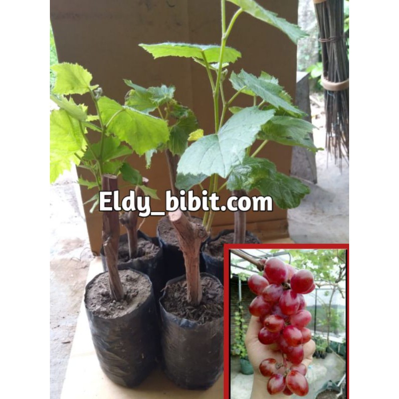 Jual Anggur Caroline super besar cepat berbuah | Shopee Indonesia