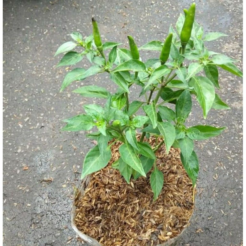 Jual Pohon cabe rawit setan | Shopee Indonesia
