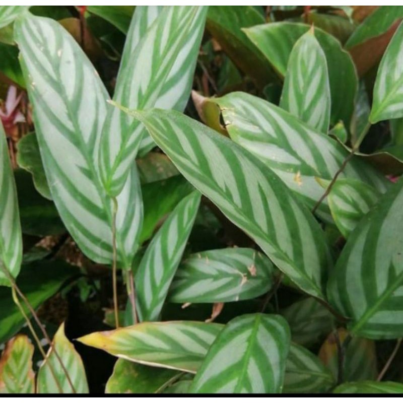 Jual Tanaman Hias Calathea Sentosa - Pohon Calathea Ctenanthe Sentosa ...