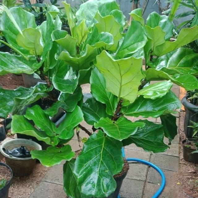 Jual Jual tanaman ketapang biola cantik-pohon ketapang biola-tanaman ...