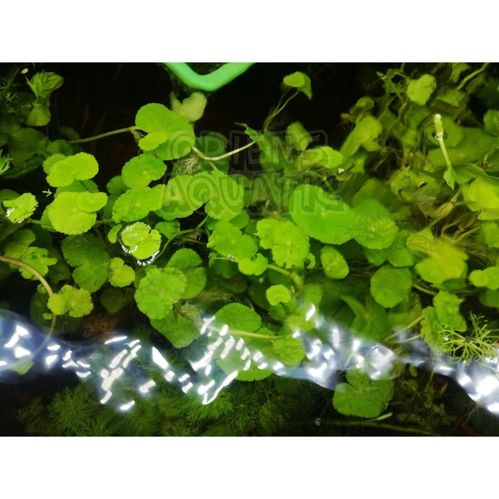 Jual Tanaman Aquascape - Hydrocotile Verticilata Media Pot | Shopee ...
