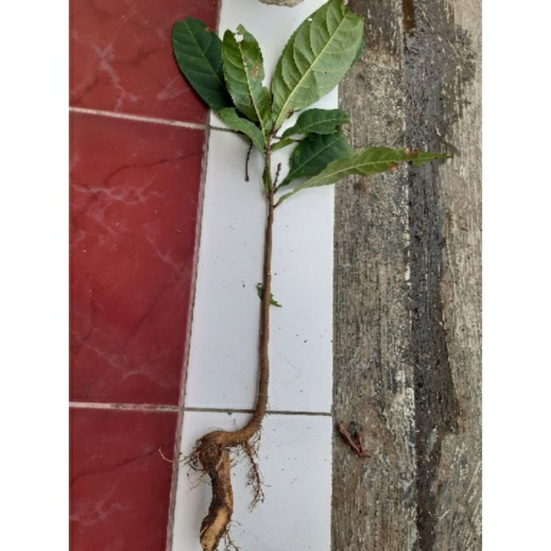 Jual benih pohon Putat lalapan khas Sunda bagus buat kesehatan | Shopee ...