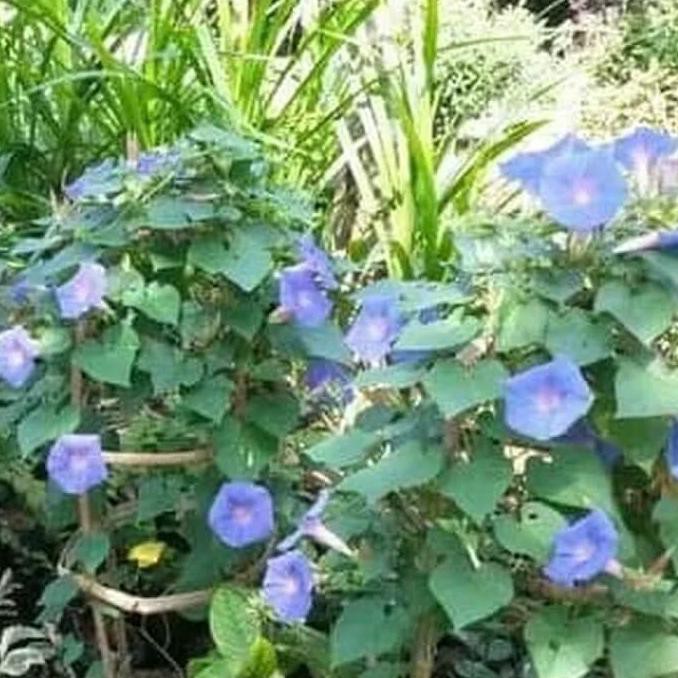 Jual tanaman hias bunga morning glory/tanaman menjuntai morning glori ...