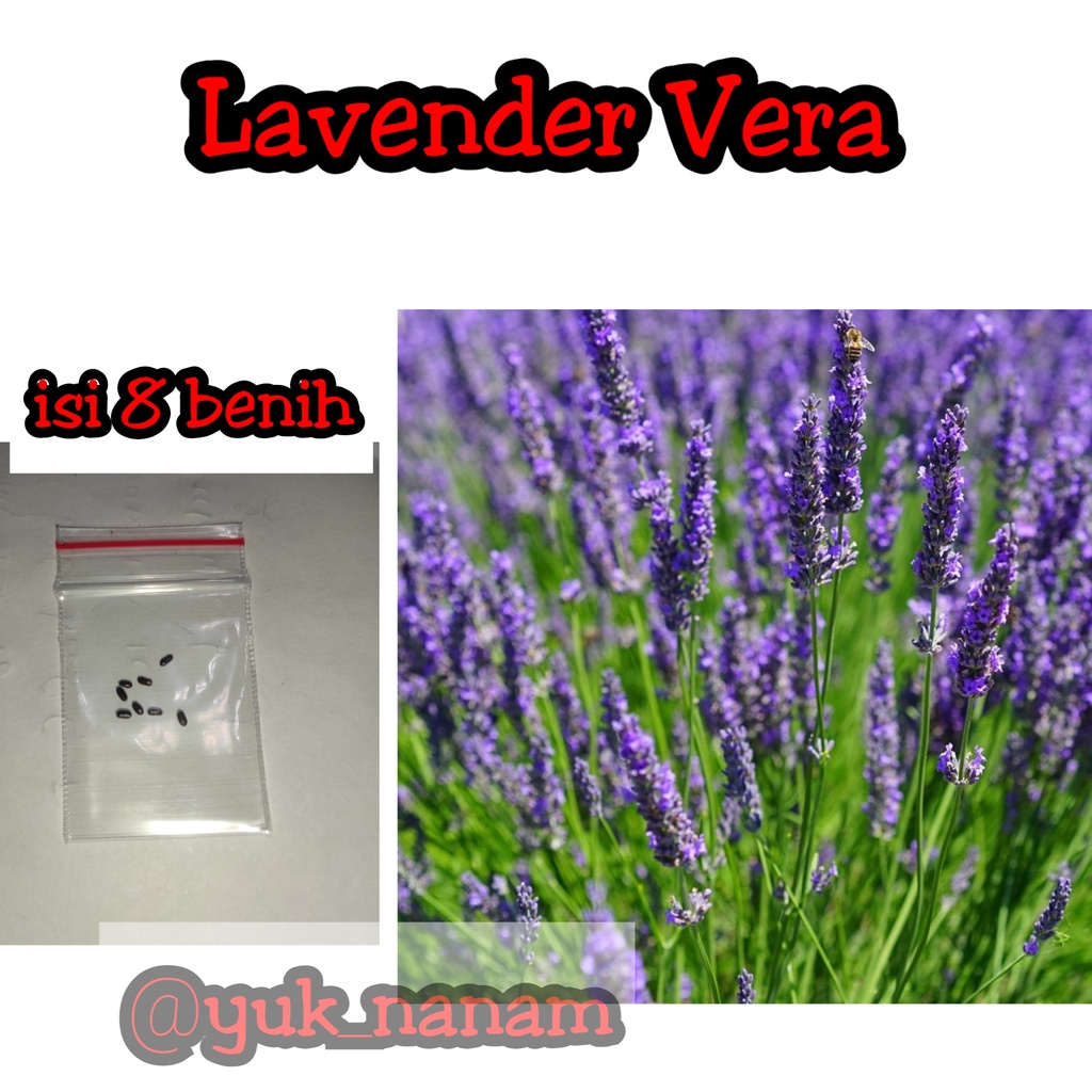 Jual 8 Benih Lavender Vera English Bibit Bunga Herb Lavender Lavandula ...