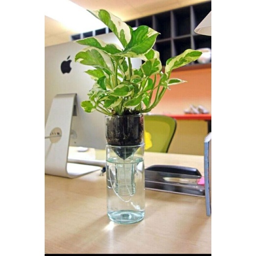 Jual Vas Bunga Kaca Minimalis Pot Tanaman Air Botol Hidroponik Hias ...