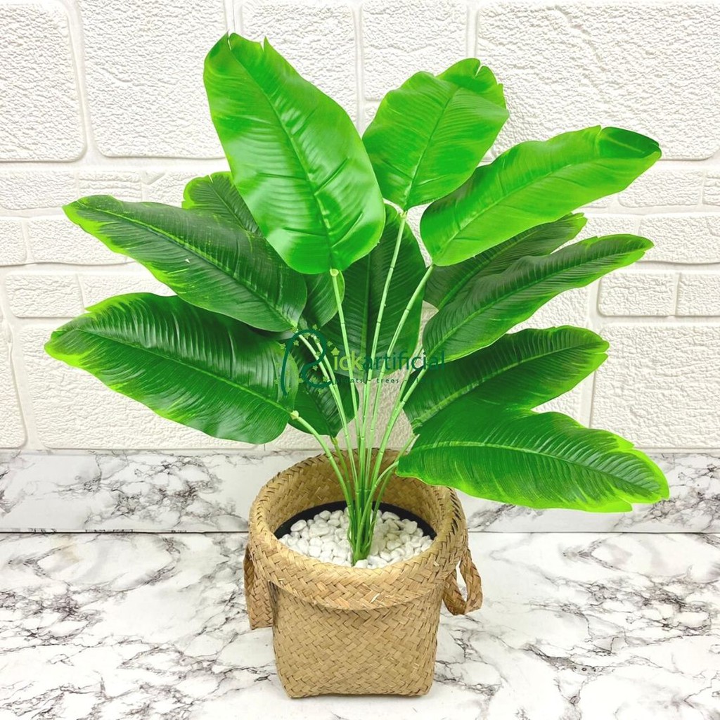 Jual Pohon Daun Talas Pisang X12 Pot Dasar Hitam Keranjang Purun ...