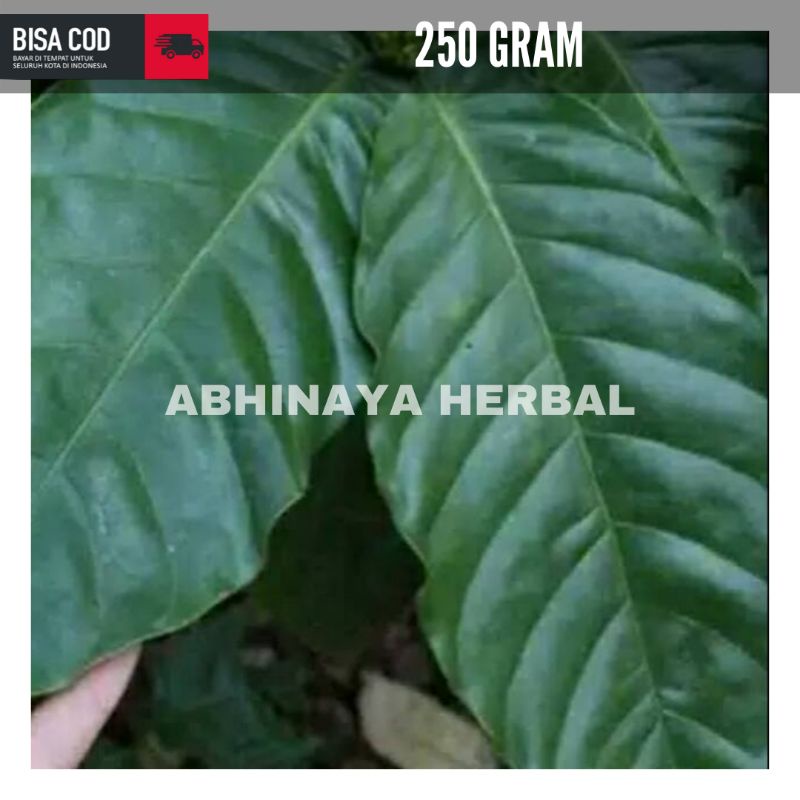 Jual Daun kopi segar langsung petik dari pohon - Daun kopi herbal per ...