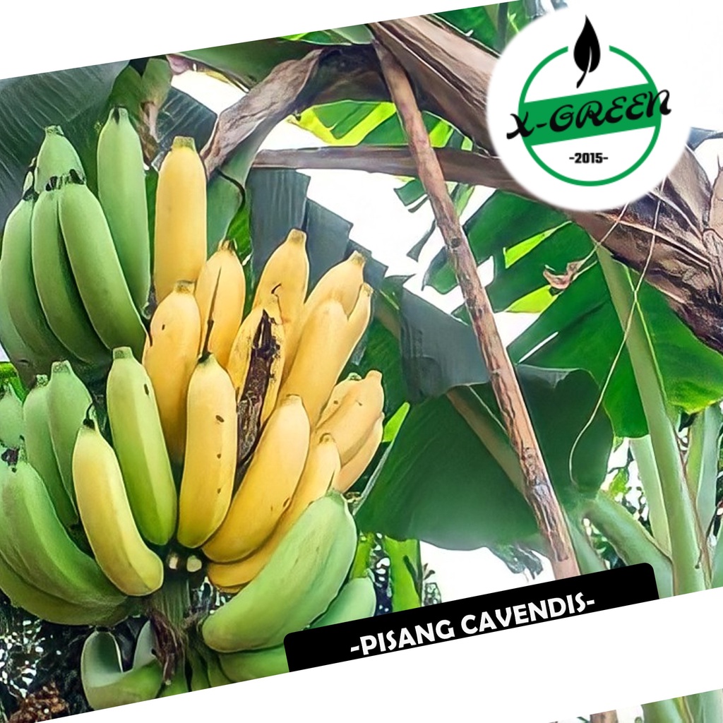 Jual Pohon Buah Pisang Cavendis - (X-Green) | Shopee Indonesia
