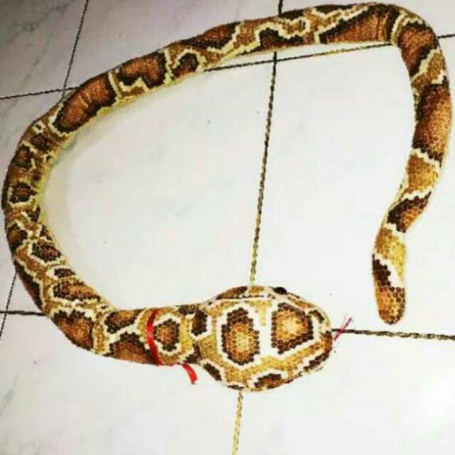Jual boneka ular 1.25cm promo | Shopee Indonesia