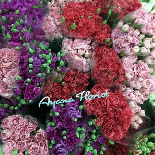 Jual Bunga Carnation fresh segar asli dan murah per 10 tangkai | Shopee ...