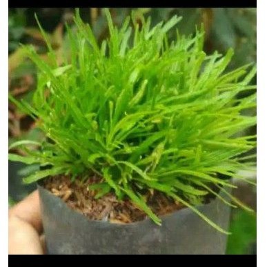 Jual Tanaman hias krokot jarum-tanaman hias rumput | Shopee Indonesia