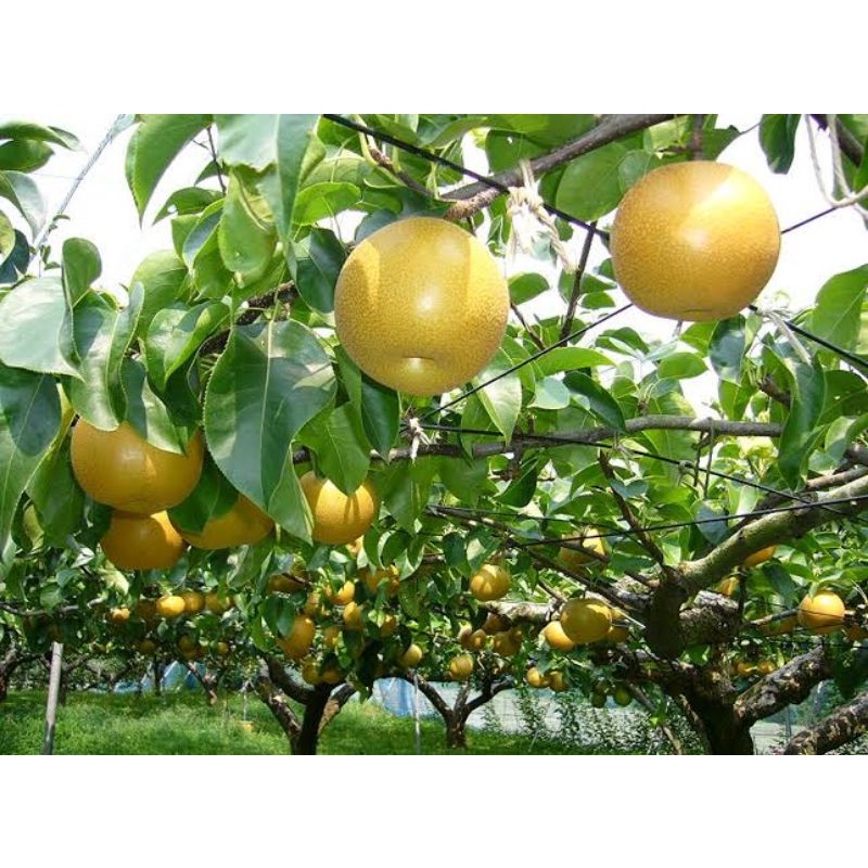Jual tanaman bibit buah pear pir madu cangkok siap berbuah | Shopee ...