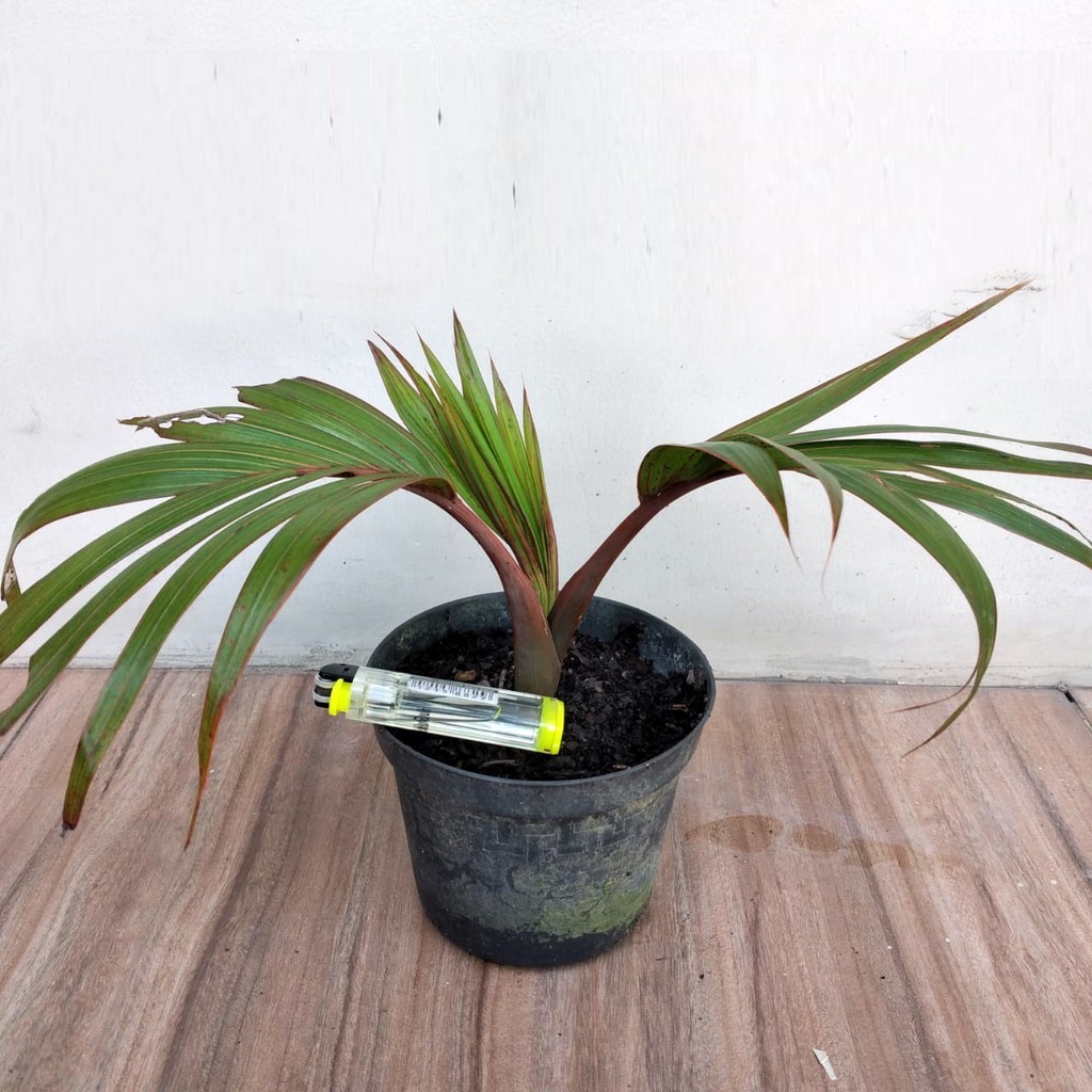 Jual Palem Botol - Tanaman Hias | Shopee Indonesia