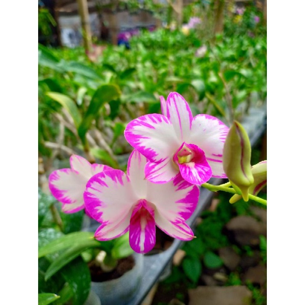Jual anggrek dendrobium Enobi | Shopee Indonesia