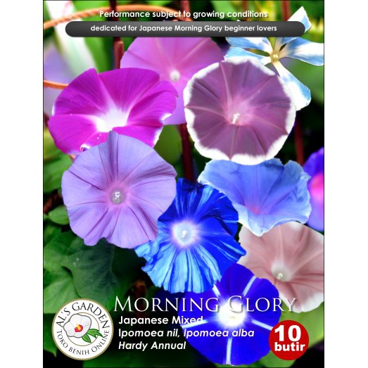Jual Benih Bunga Morning Glory Japanese Mixed (10 butir) | Shopee Indonesia