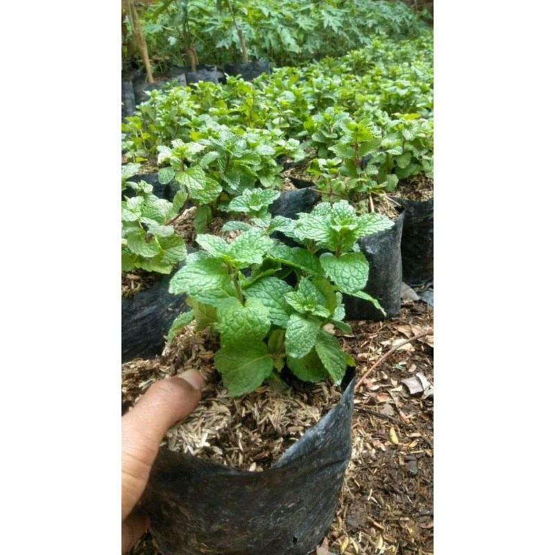 Jual Daun Mint Tanaman Herbal Tanaman Bermanfaat | Shopee Indonesia
