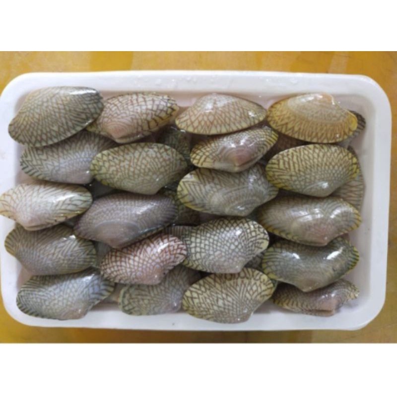 Jual kerang batik segar per kg kak | Shopee Indonesia